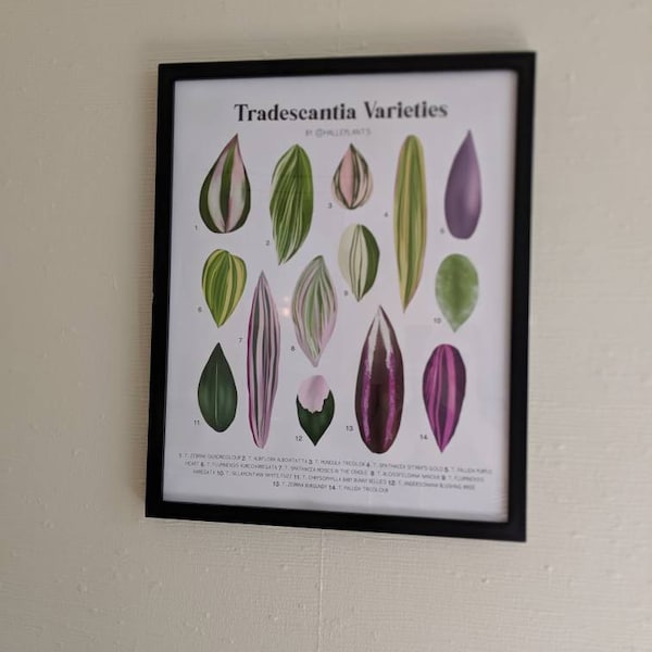 Monstera Varieties - Plant Identification Chart - Digital Download - Etsy