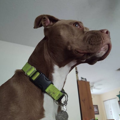 Solid Color BREAKAWAY Safety Dog Goat Pig Sheep Collar Many Colors Any ...