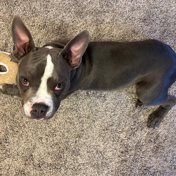 Catnip Cannoli Cat Toy - Etsy