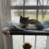 Cat Window Perch Cat Window Hammock Cat Window Ledge Cat - Etsy