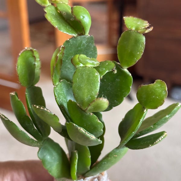 Live Texas Privet/ Ligustrum Japonicum Texanum - Etsy