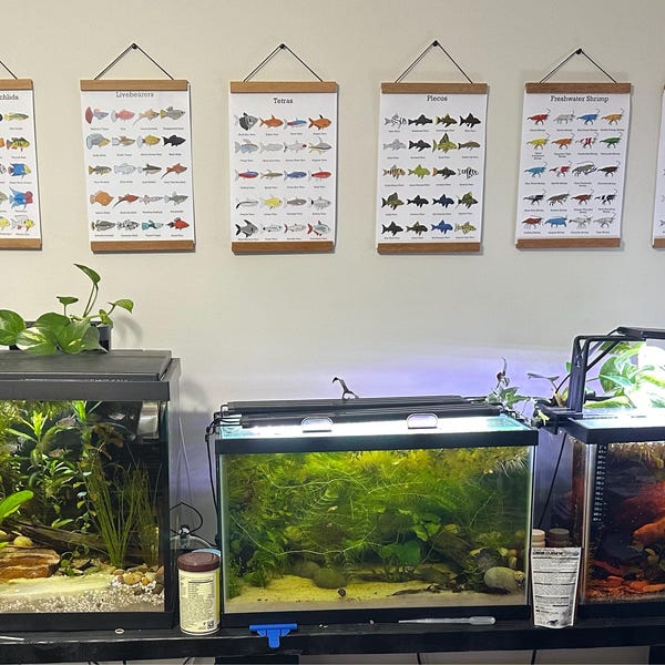 Fish ID Posters South American Cichlids buy One Get 2 Free Fishtank ...