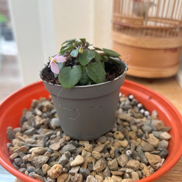 Very Rare 'leaf Chimera Rob's Lucky Penny' African Violet Miniature ...