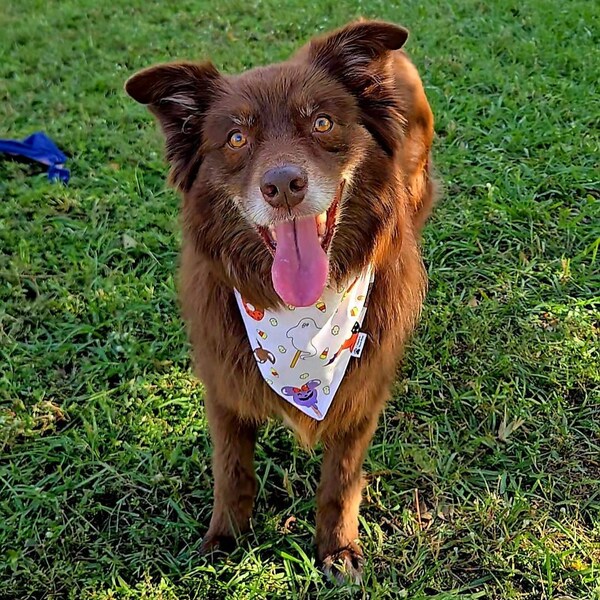 Pink Plaid With Ruffles Dog Bandana, Pretty Pink Pet Bandana, Plaid ...