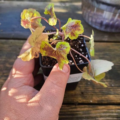 Pink Variegated Rare Strawberry Begonia Geranium Saxifraga Stolonifera ...