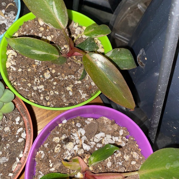 Philodendron Pink Princess Starter Plant (all Starter Plants Require ...