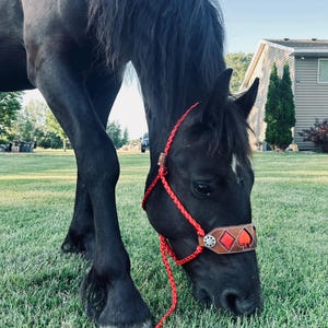 Sparkle Gambler Halter Horse Mule Tape Halter With Bronc Nose Band ...