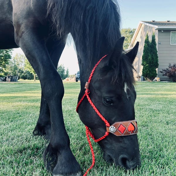 Sparkle Gambler Halter Horse Mule Tape Halter With Bronc Nose Band ...