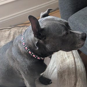 Rifle Paper Co Print Dog Collars 9 Cute Floral Trendy Patterns No ...