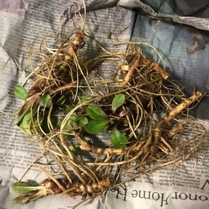 10/ Periwinkle vinca Minor BARE Root Starter Plants. - Etsy