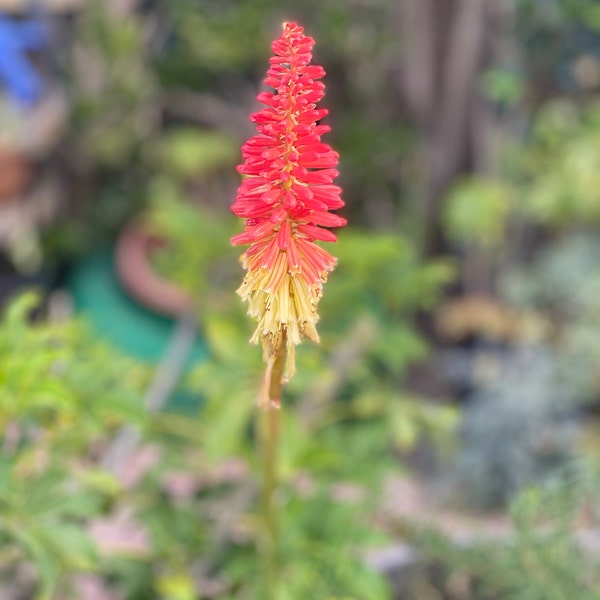 2 Red Hot Poker Live Perennial. Stunning Colors. Attracts Butterflies ...