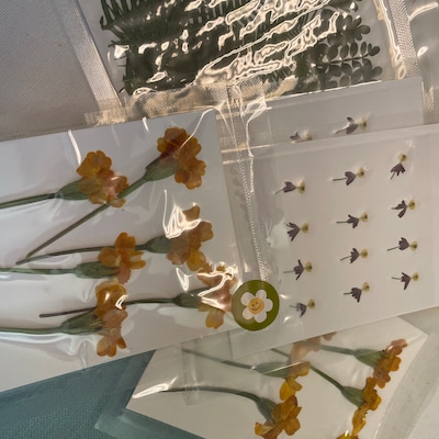 6-piece Pressed Marguerite Dried Pressed Paris Daisy Pressed Flower for ...