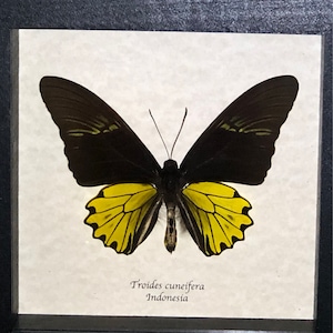 Rare Pink Form Gaudy Commodore Butterfly Framed Taxidermy - Etsy