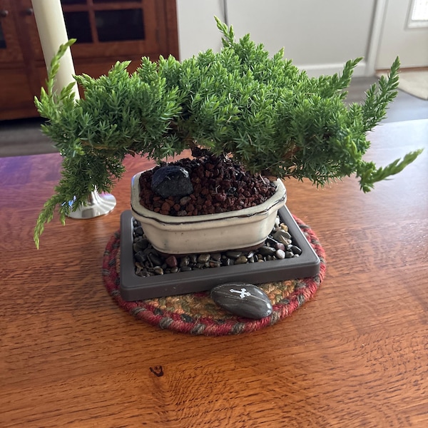 Orchid Plant LIVE Dendrobium Alice Iwanaga | Rare BLOOMING SIZE Indoor ...