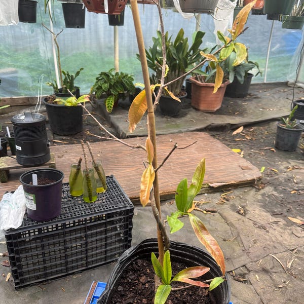 Fruit Cocktail Mango Tree - Grafted Tree - - 1 Feet Tall -grafted ...