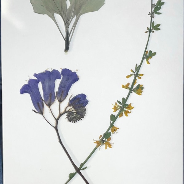 XL Flower Press + XL Blotter Paper Paper Bundle - Includes Expert Video ...