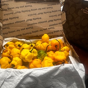 Whole Fresh Scotch Bonnet Peppers. Fresh Pods of Genuine Scotch Bonnets ...