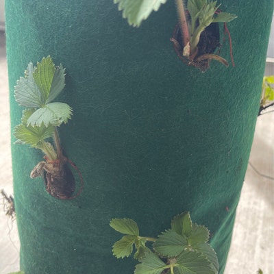 Potted Joan J Thornless Ever Bearing Red Raspberry Plants - Etsy