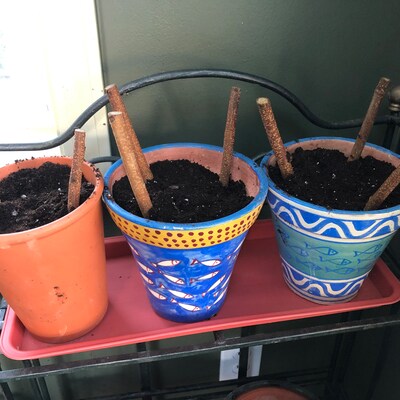 Varied Lot of 5/10/20/50 Red Ti Plant Cordyline Terminclis - Etsy