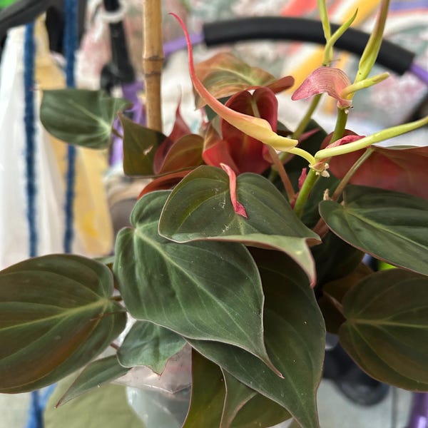 Mican Philodendron | Velvet Leaf Philo | Indoor & Outdoor Live Tropical ...