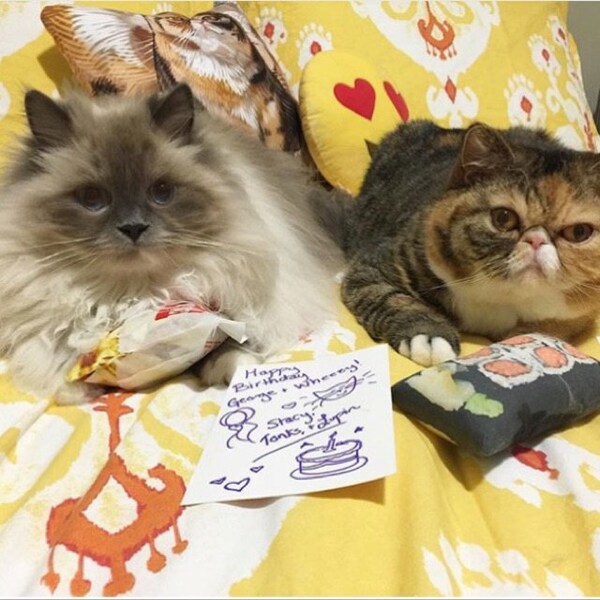 Spicy Tuna Roll Sushi Cat Toy, Catnip Toy, Organic Catnip Toy, Japanese ...