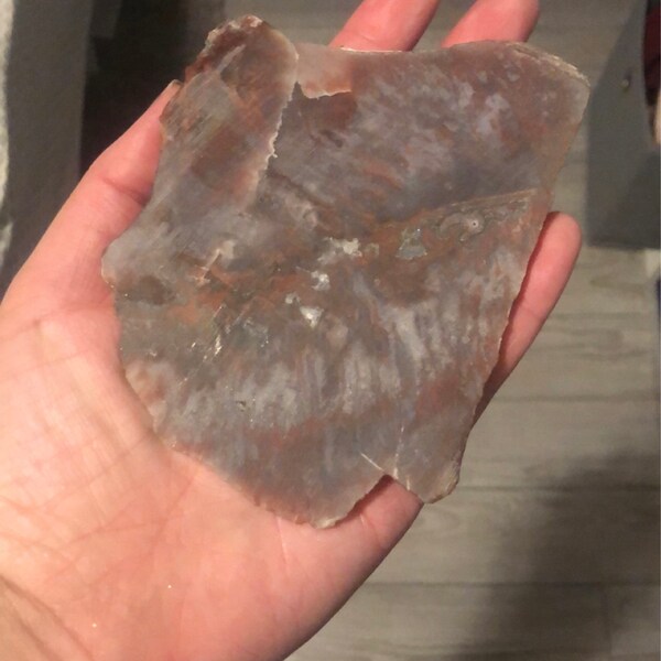 Shark Spine Fossil "listracanthus" Late Carboniferous, 354 to 290 ...