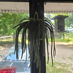 Fire Stick Cactus 6 Inch Sticks on Fire Cactus Tirucalli Live Cacti ...