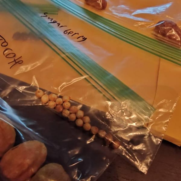 25 Sugarberry (southern Hackberry) Seeds - Etsy