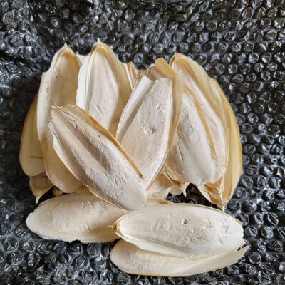 3.5 4 Mini Cuttlebone Cuttlefish Bone Cuttle Fish Bird - Etsy