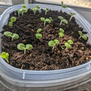 Zinnia Seeds Button Box Mix 250 FLOWER SEEDS Dwarf Zinnia - Etsy