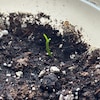 Seeds. Unusual & Edible Banana Tree! ‘praying Hands’ (musa Paradisiaca ...