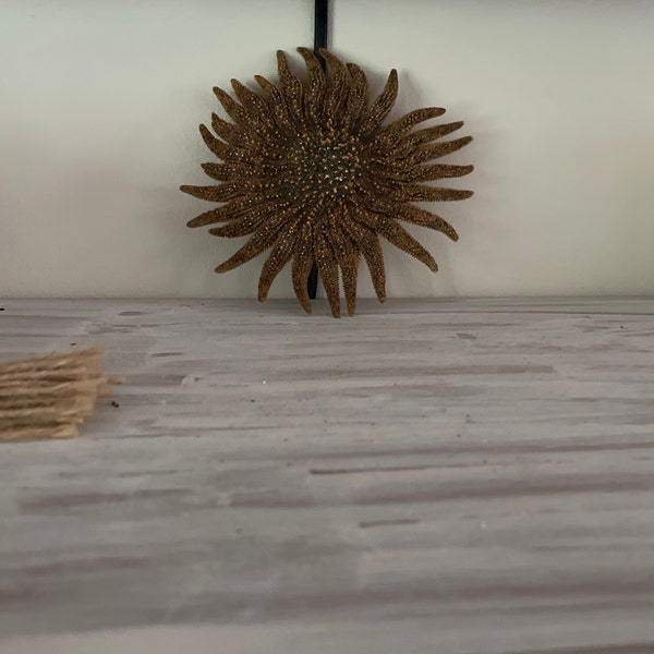 One Beautiful Real Large Multileg "sunflower" Starfish 6" Size Craft ...