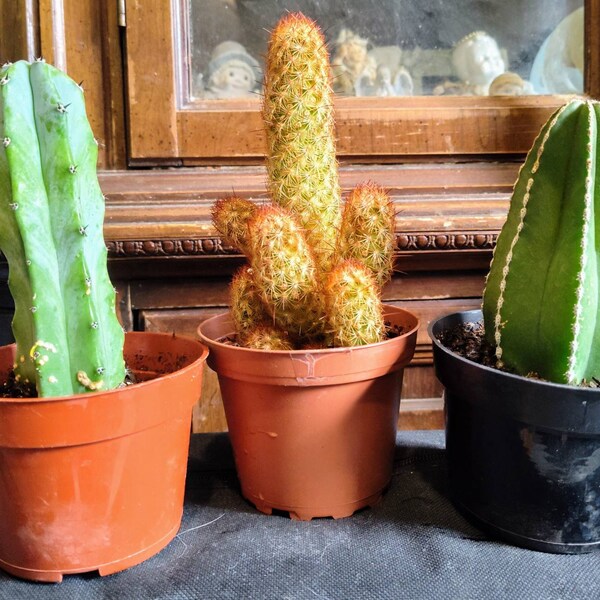 Opuntia Microdasys Monstrose 4" Cactus Plant - Cacti Succulent - Live ...