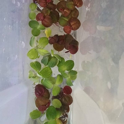 Combo 5 Dwarf Water Lettuce 5 Red Root Floaters Live Floating Aquatic ...
