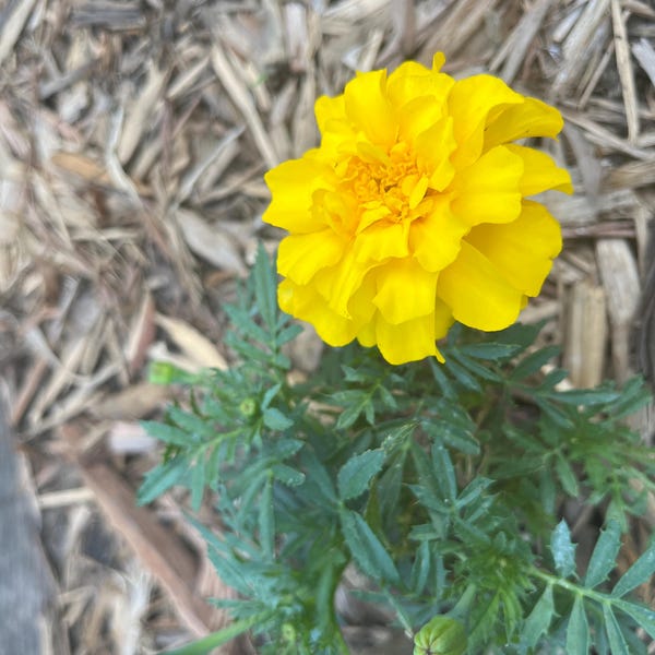 Gloria Cosmos Seeds | Cosmos Bipinnatus | Non-gmo | Flower Seeds | Seed ...