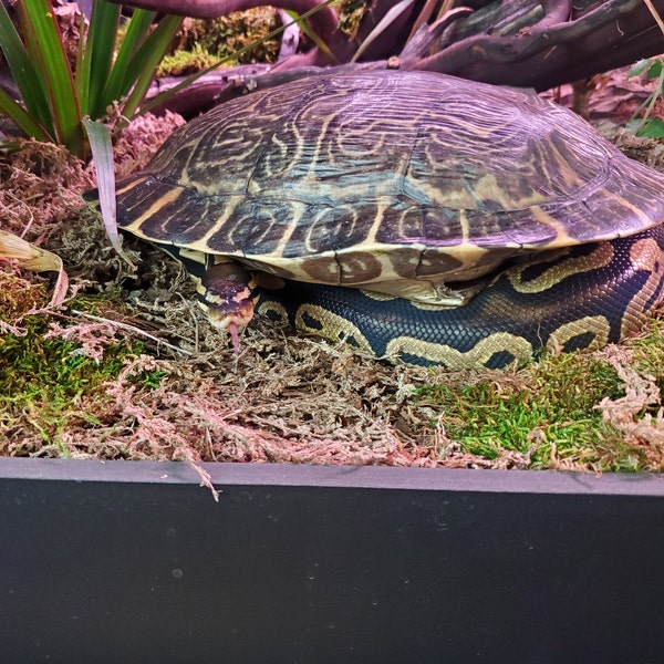 10" to 11" River Cooter Turtle Shell (1077-1011) Y3K - Etsy