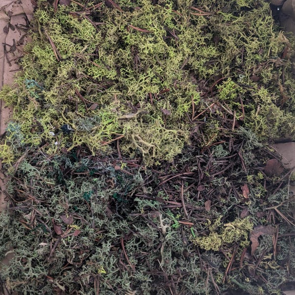 Forest / Flat Moss | Natural Green | Premium Preserved Carpet Moss ...