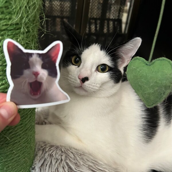 Scateboard Cats Stickers, Meme Cats Waterproof Stickers Decals for Car ...