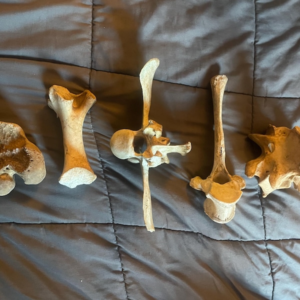 Edith - Very Active Haunted Porcelain Doll – Paranormal Object With ...