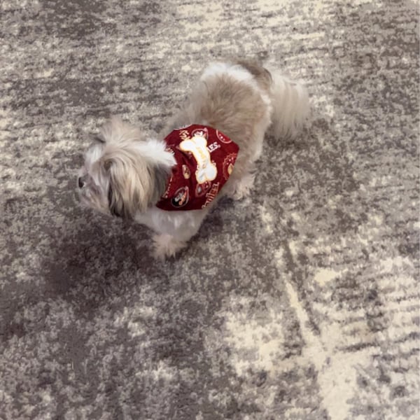 Florida State Dog Bandana Scarf Personalized, Football Bandana, Slides ...