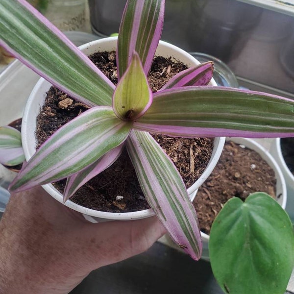 Rhoeo Discolor Tricolor (tradescantia Spathacea) - Etsy