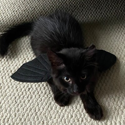 Cat Bat Wing Costume Cat Apparel / Clothing Pet - Etsy