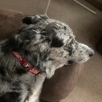 Music Dog Collar With Dog Bow Tie Neon Musical Notes on - Etsy