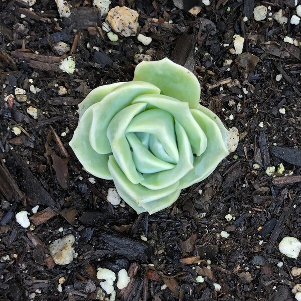 Rosette Succulent Plant--echeveria 'lovely Rose'--rooted in 2" Plant ...