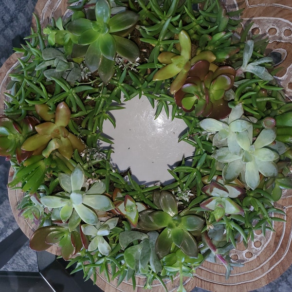 Rain Forest Wickerware Jungle Cactus Live Rhipsalis Teres F ...