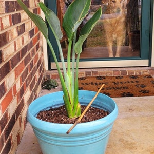 Variegated Tri Color Ginger Tropical Plant Red Green White | Etsy