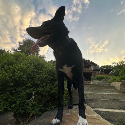 Fi Series 2 Collar Adapter - Etsy