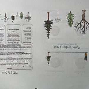 Saguaro Cactus: Classroom Set With Posters, Readings, & Activities ...