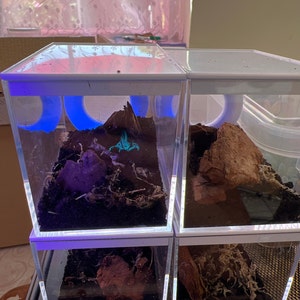 Large Ant Tower Double Decker Style - Etsy