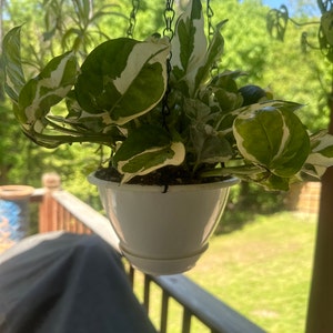 Dracaena Janet Craig Compacta Cane Plant in 2g Pot About 36 Tall - Etsy